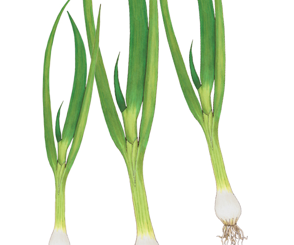 An ode to the spring onion