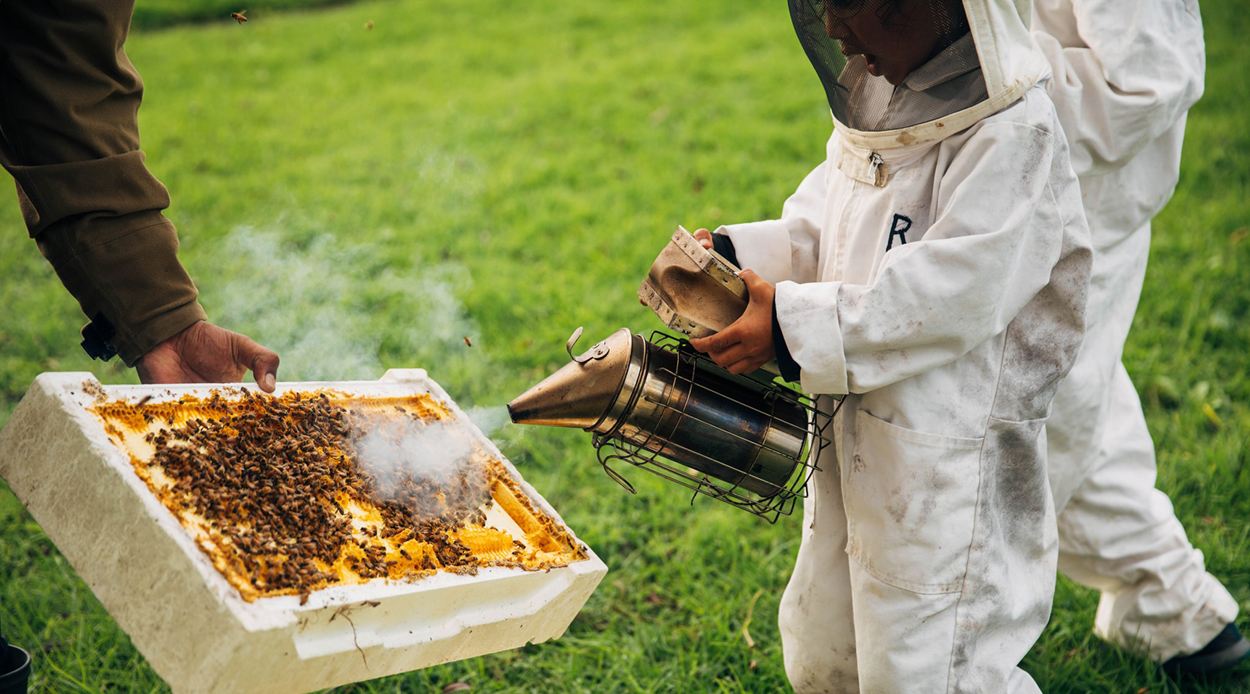 5 ways to help the local bee population this Bee Aware Month and beyond
