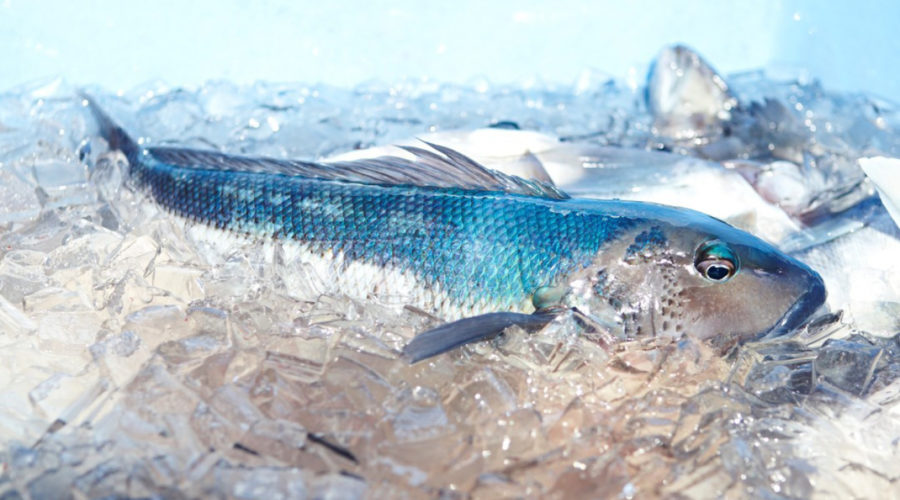 Here's where to celebrate Matariki in Auckland this year