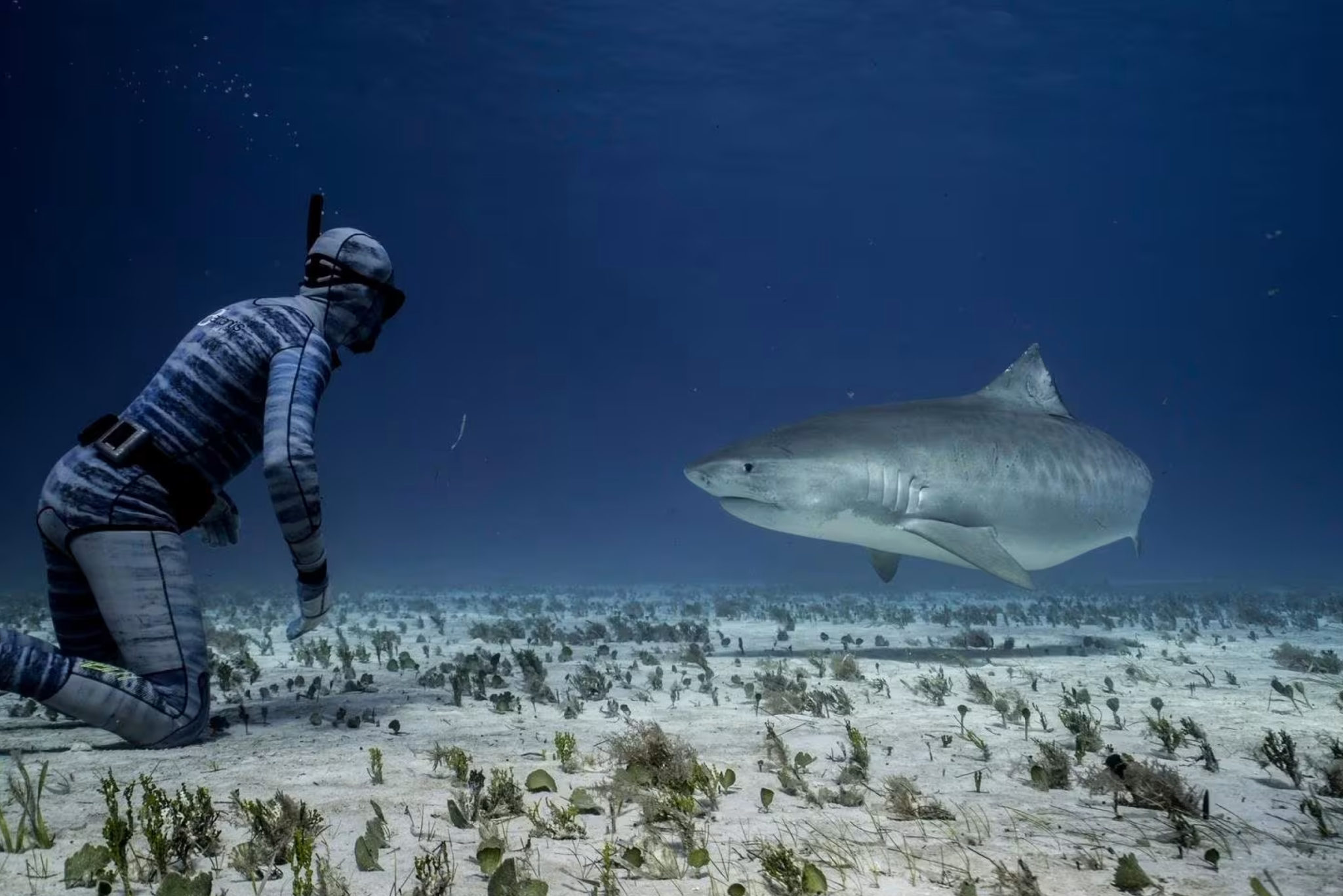 Exclusive interview: Shark Scientist Dr Riley Elliott