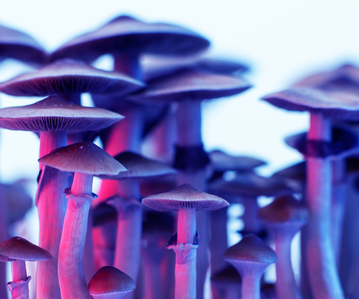 Could magic mushrooms be a breakthrough salve for depression?